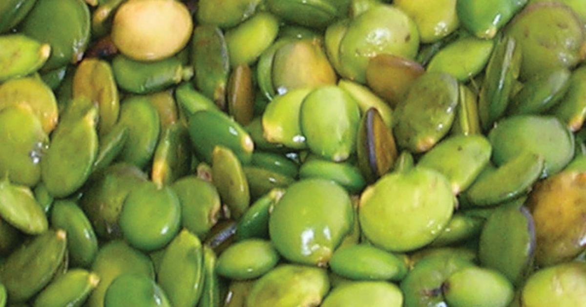 Griffonia : La plante des troubles de l'humeur et du comportement