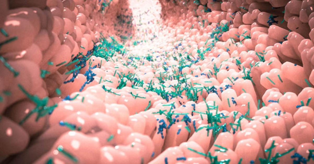 Le microbiote intestinal, acteur clé de la santé | PiLeJe