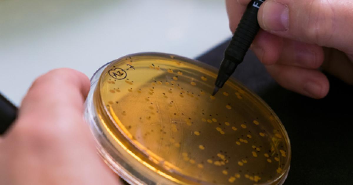 Microbiote : Quel est son rôle et ses bienfaits