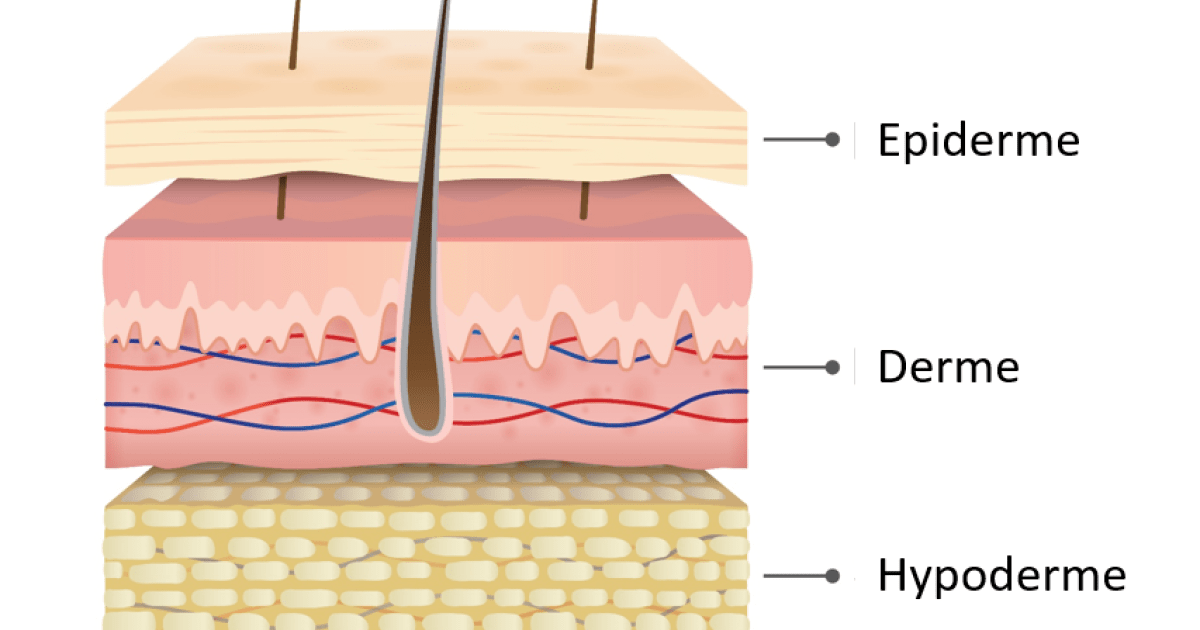 La peau, plus gros organe du corps humain | PiLeJe
