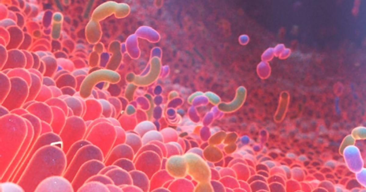 Le microbiote intestinal : définition, rôle, et solutions | PiLeJe